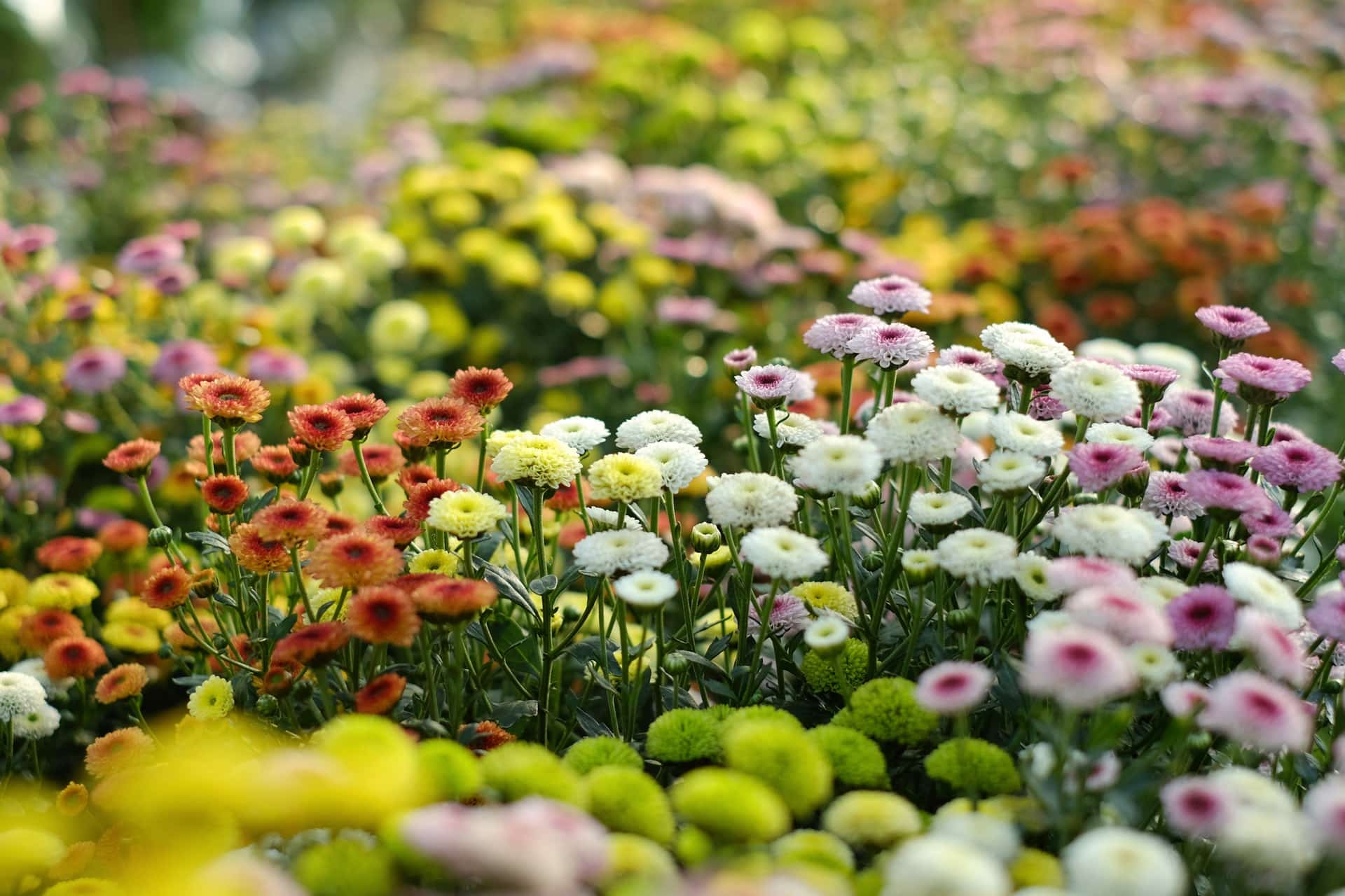 Saigon Flower Markets: Where to Find Them - vpopwire