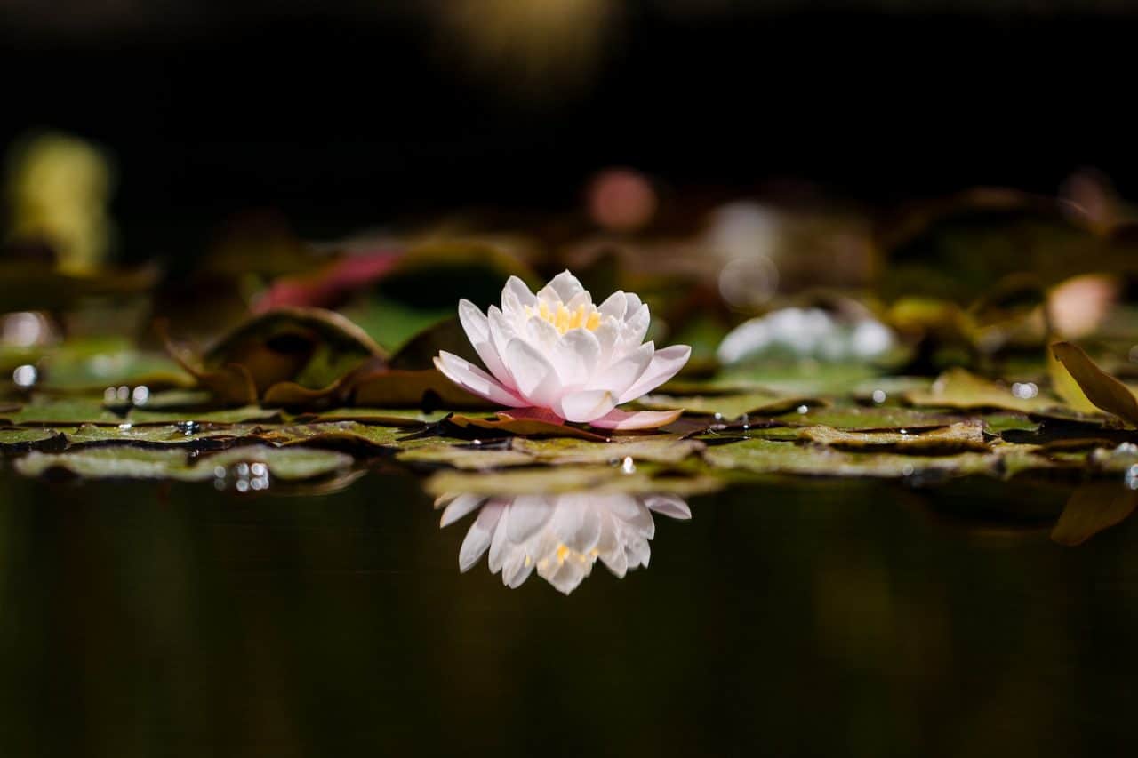 Visiting Dong Thap? Here’s 10 Things To Do in the Lotus Kingdom of ...